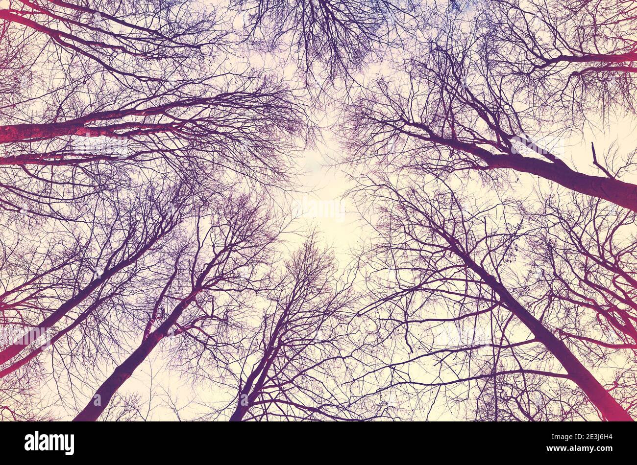 Looking up at trees hi-res stock photography and images - Alamy