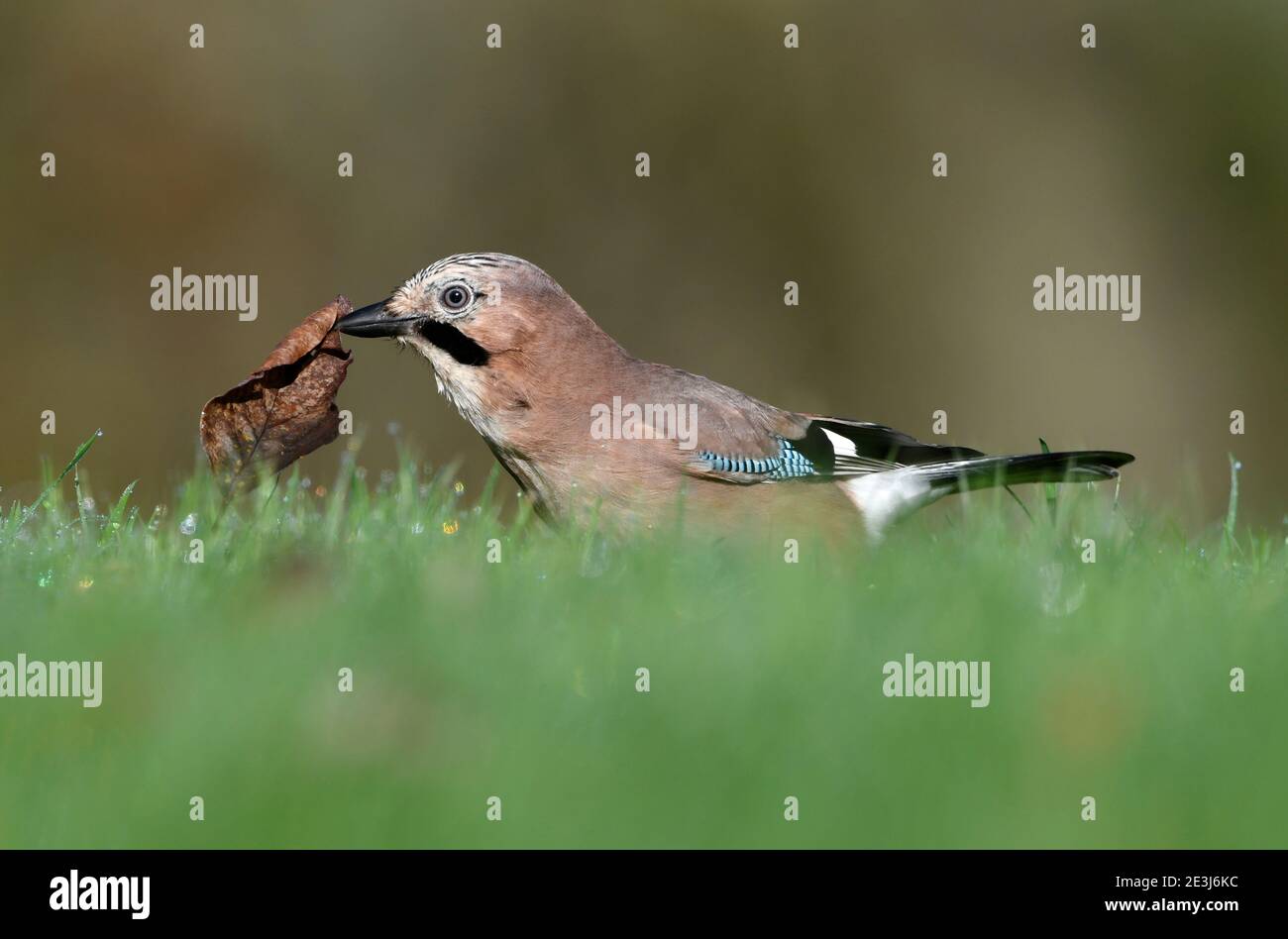 Ground picking hi-res stock photography and images - Alamy