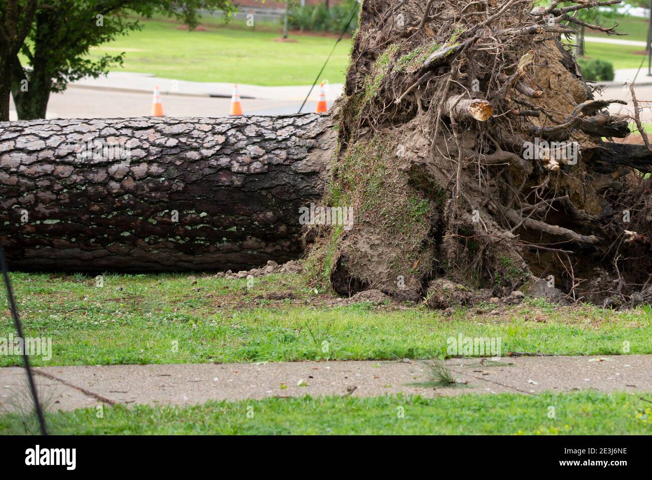 Large tree uprooting a residential area due to bad weather Stock Photo ...