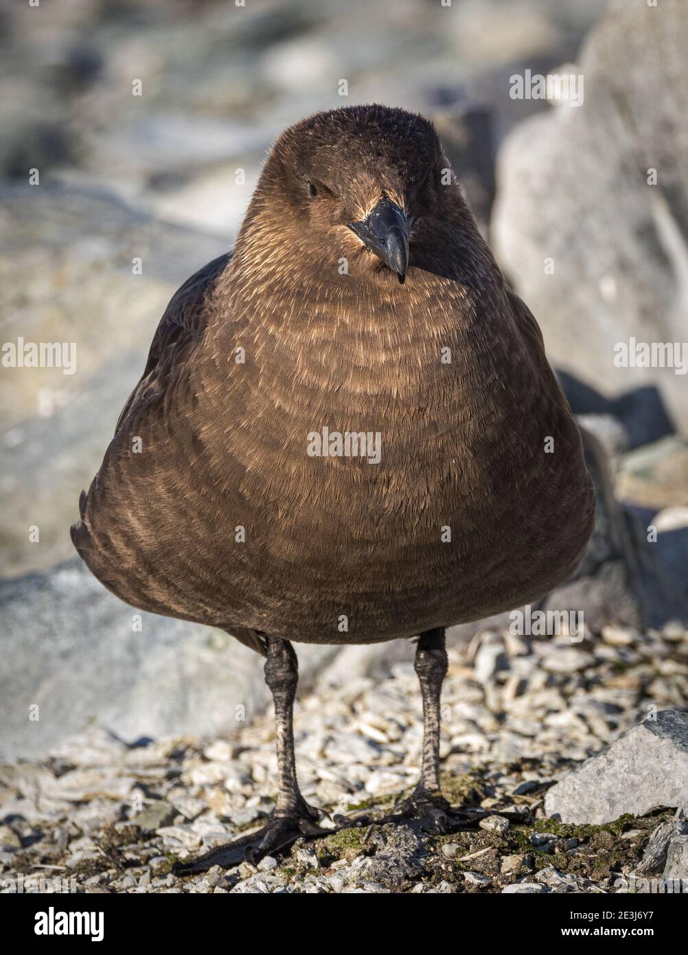 Baby Skua (Stercorariidae), Antarctica Stock Photo - Alamy