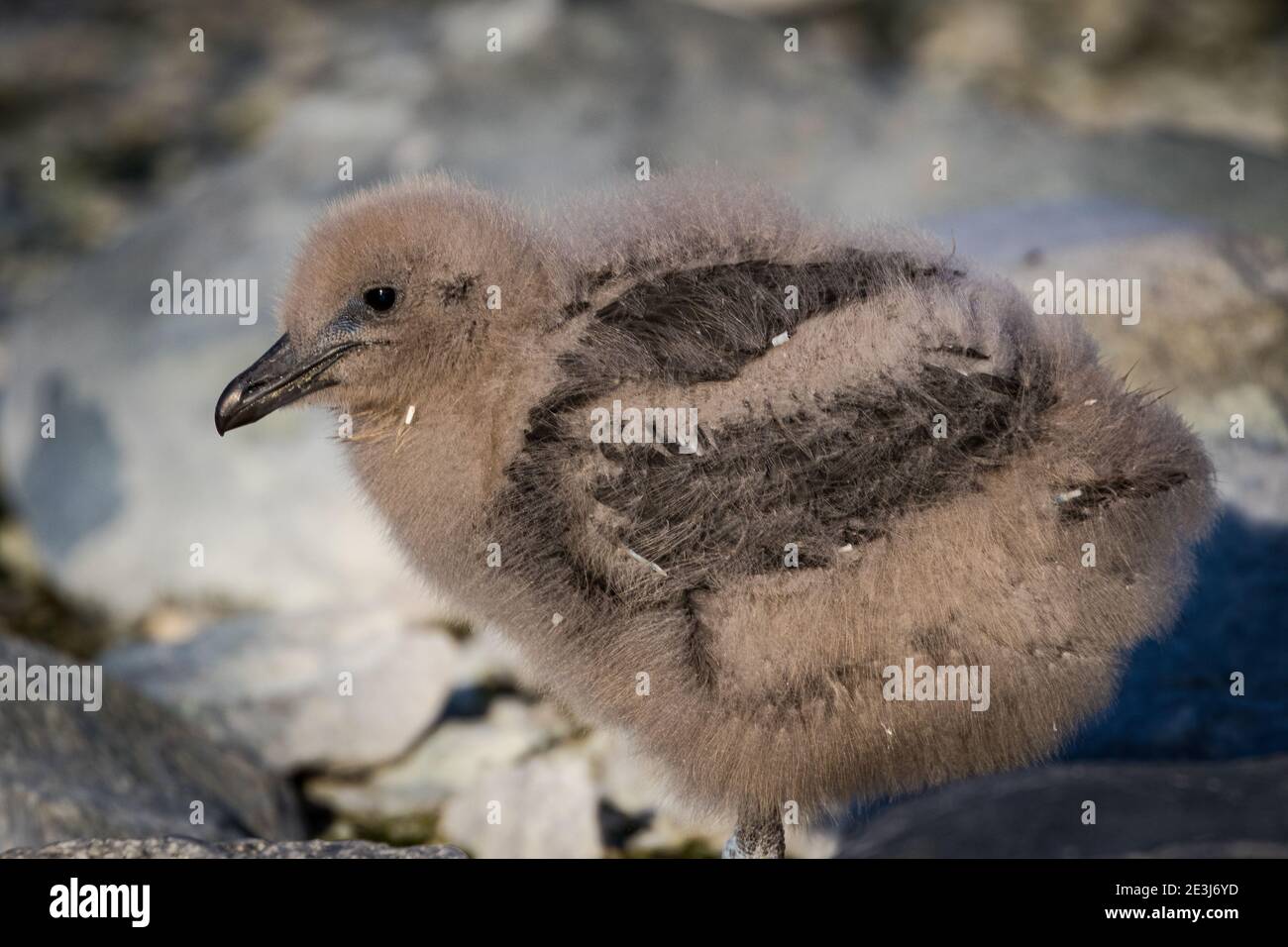 Antarctica southern baby hi-res stock photography and images - Alamy