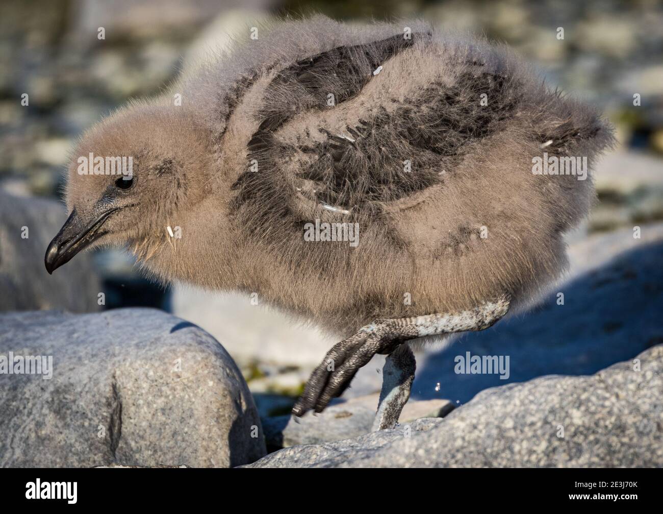Baby Skua (Stercorariidae), Antarctica Stock Photo - Alamy