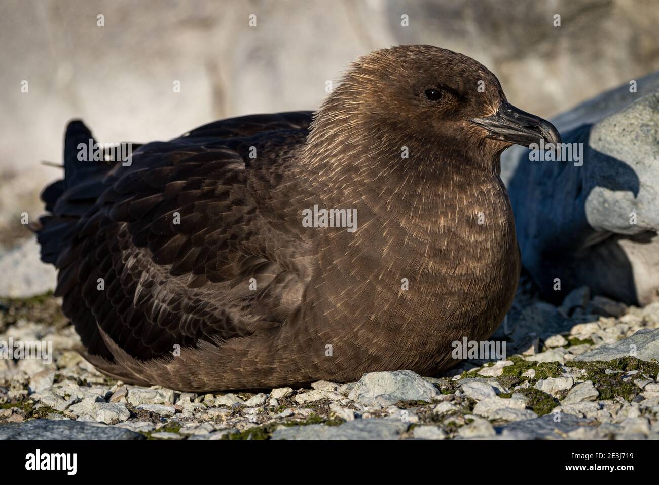 Baby Skua (Stercorariidae), Antarctica Stock Photo - Alamy