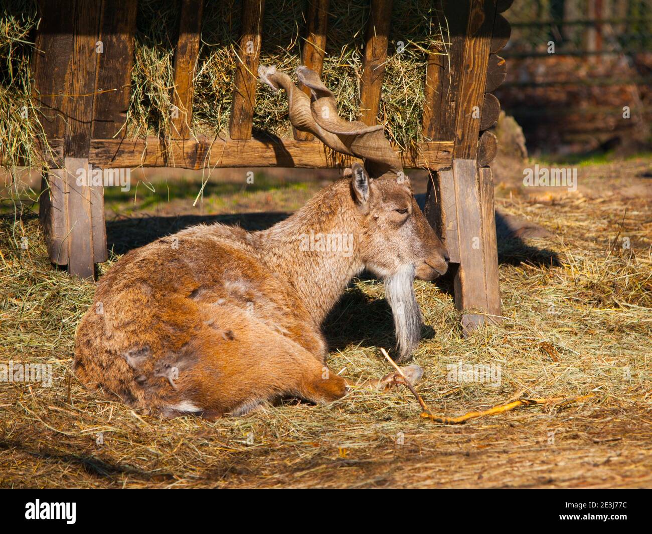 Markhor baby hi-res stock photography and images - Alamy