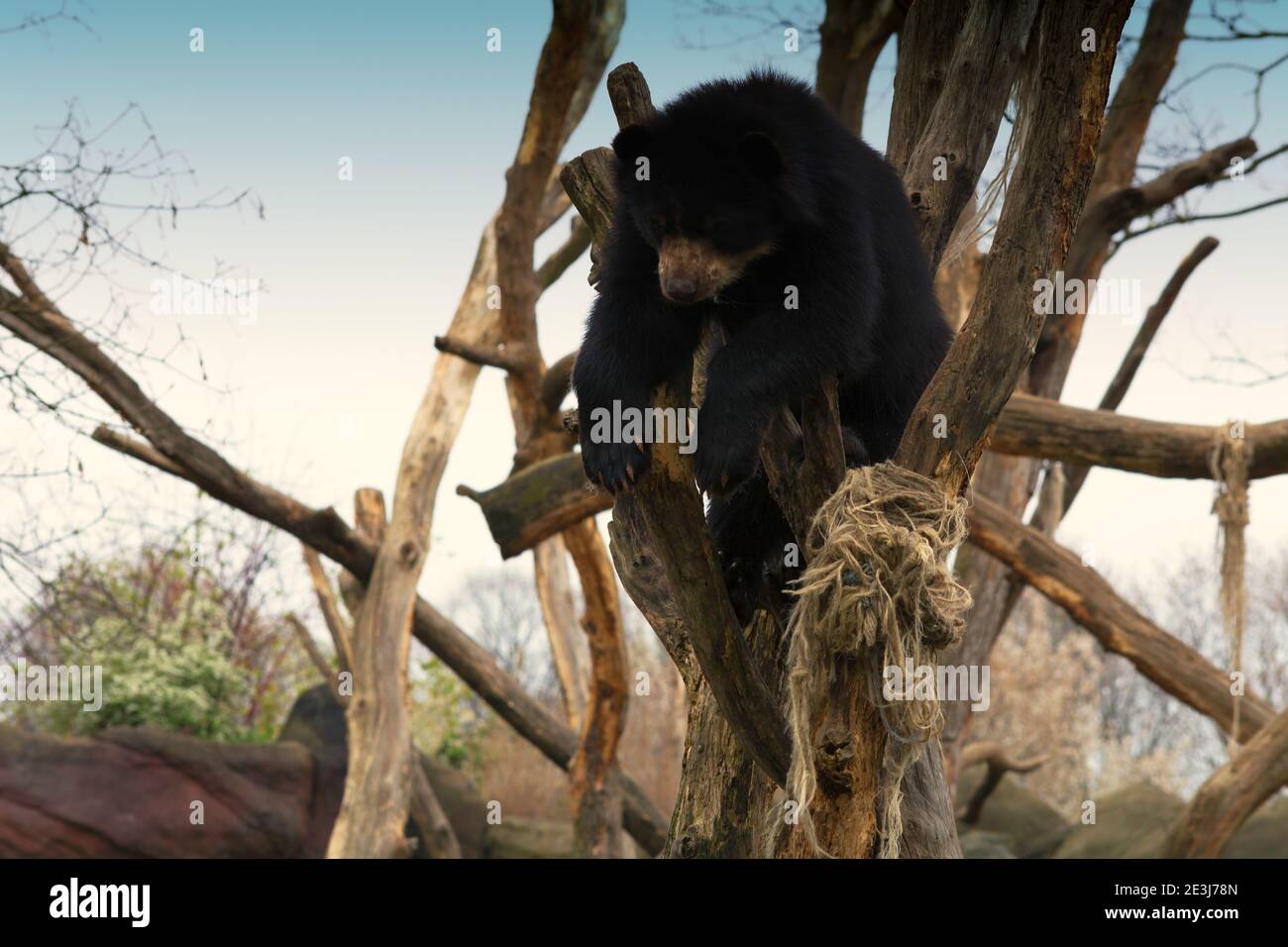 Female black bear winter hi-res stock photography and images - Alamy
