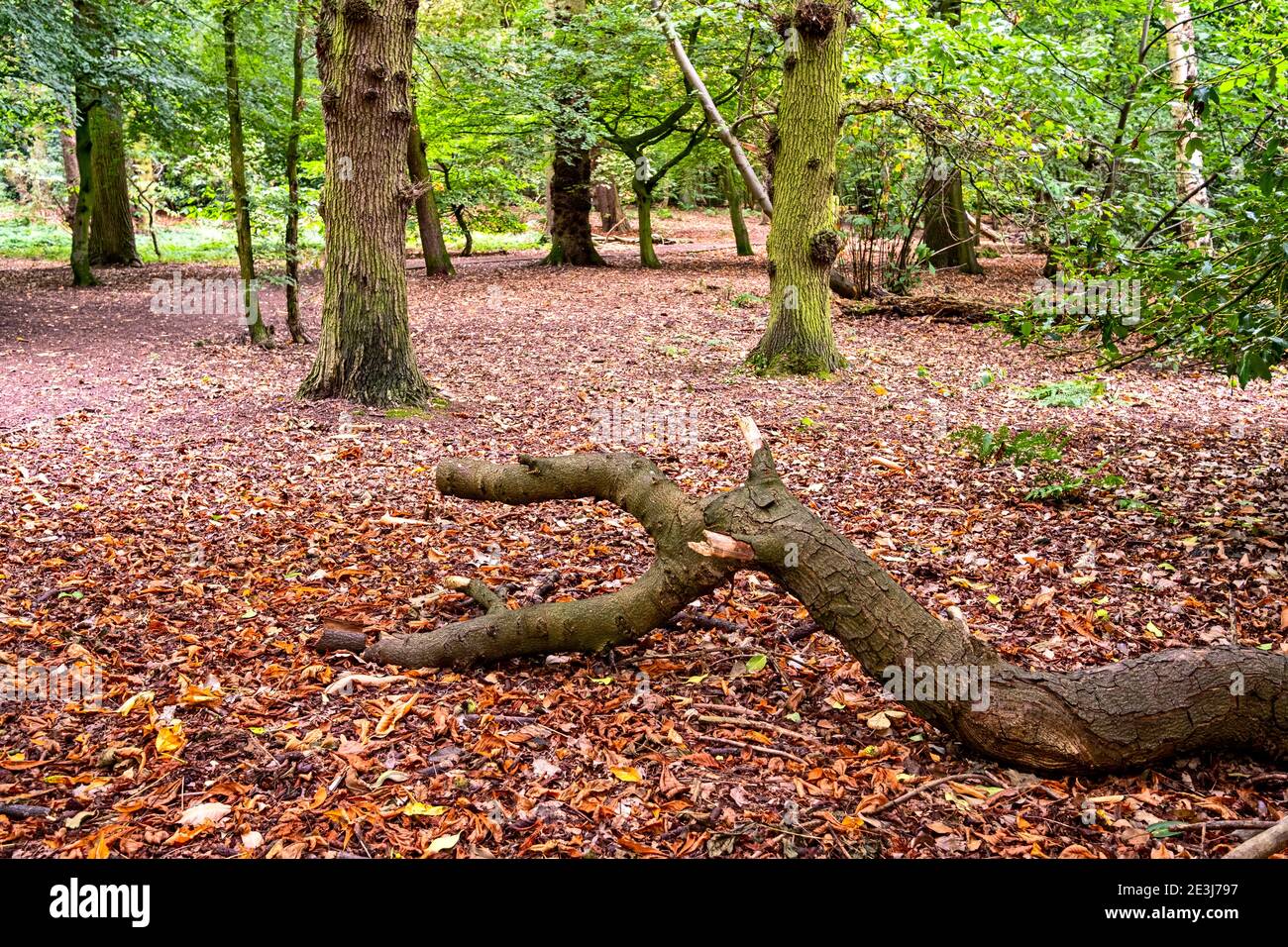 Rotten fallen tree trunk, The Greenway in Crewe Cheshire UK Stock Photo ...