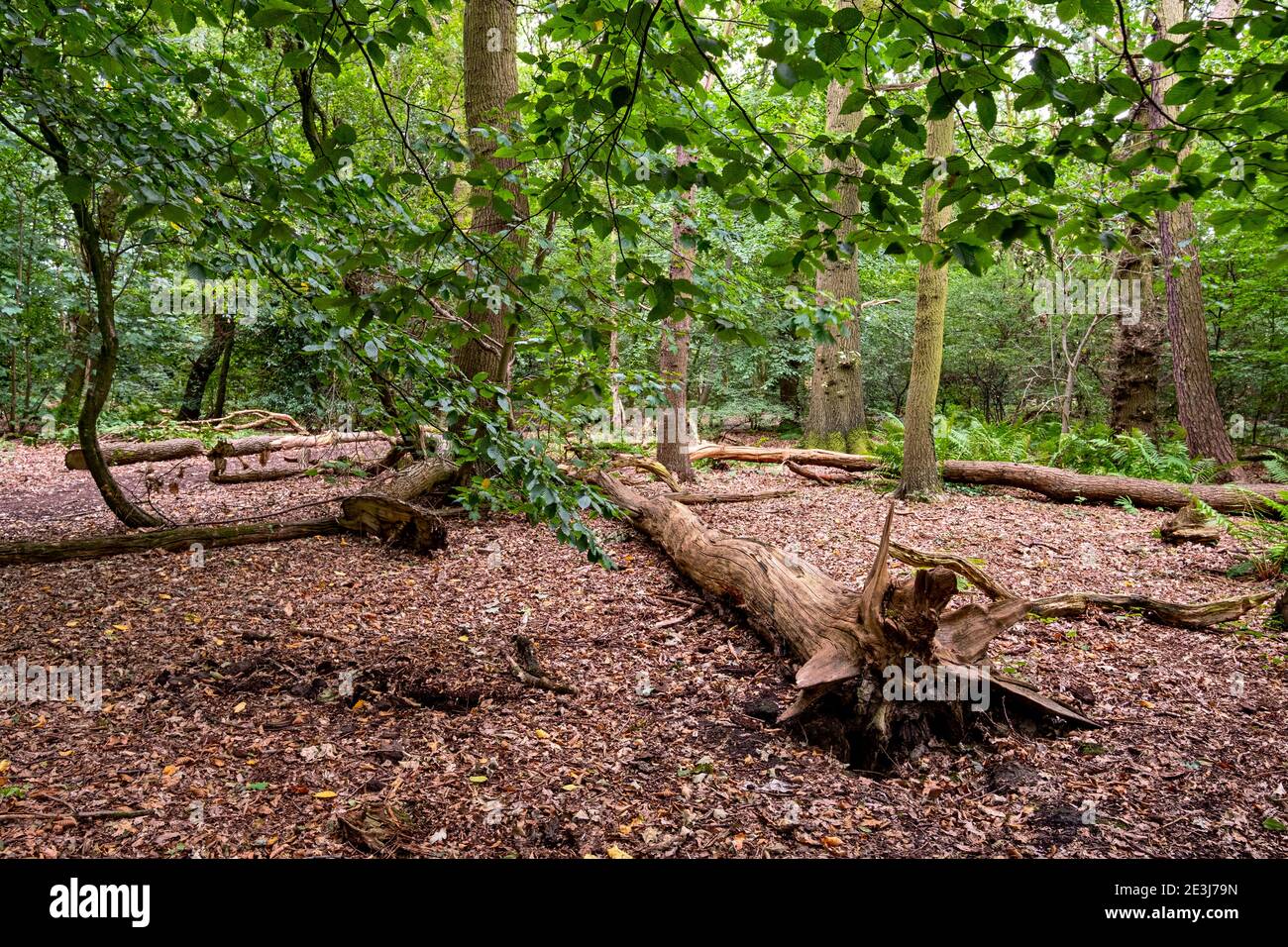 Rotten and fallen tree hi-res stock photography and images - Alamy