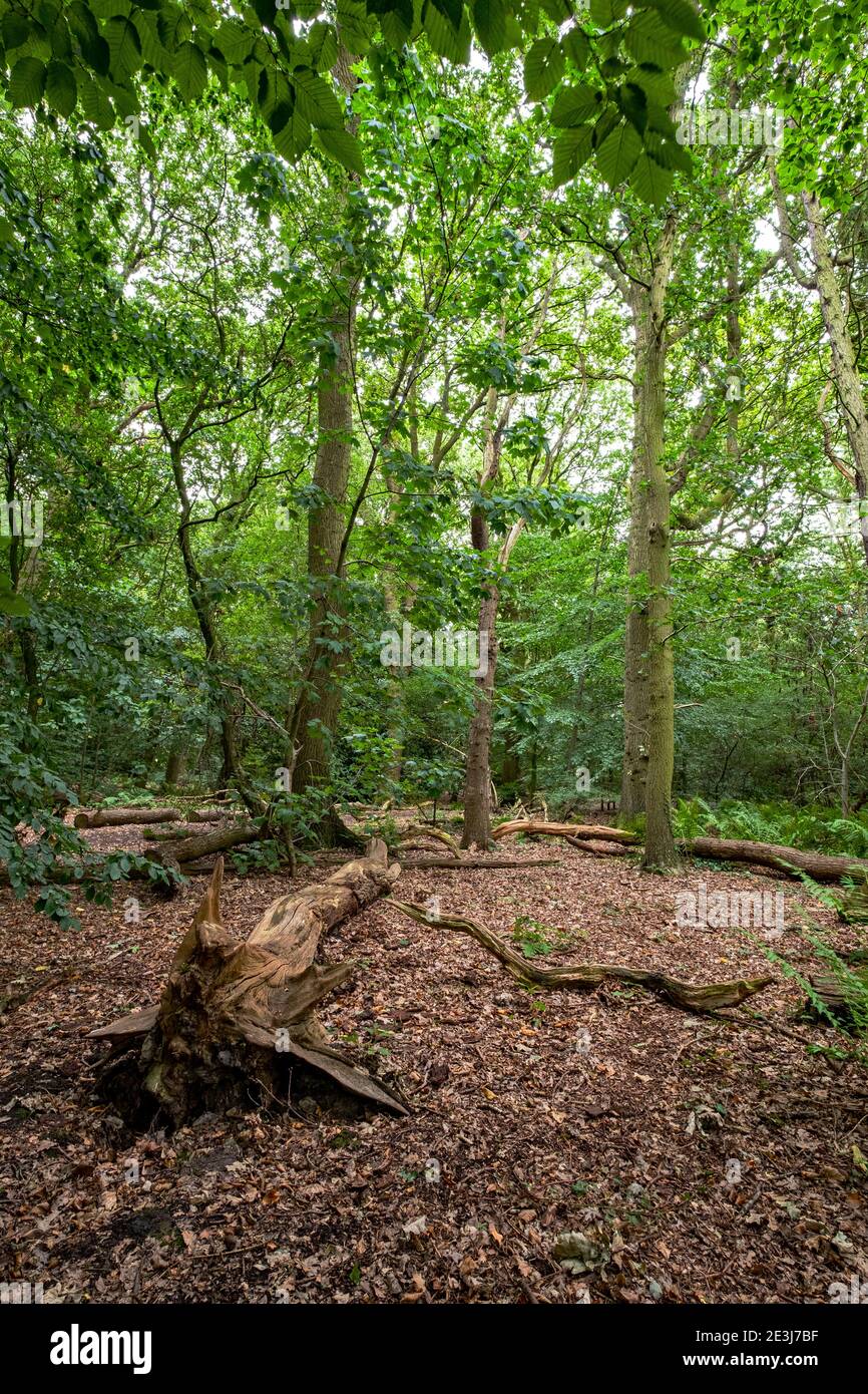 Rotten fallen tree trunk, The Greenway in Crewe Cheshire UK Stock Photo ...