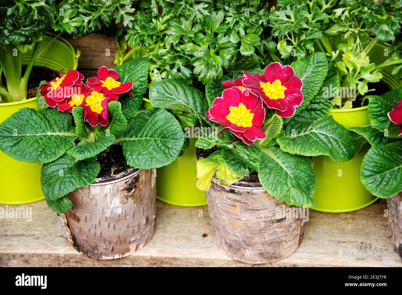 Texture tree bark decorated hi-res stock photography and images - Alamy