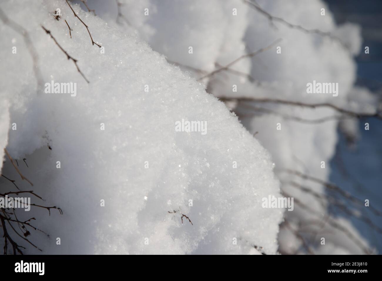 A snowdrift on a tree sparkles with fluffy snowflakes . Winter white ...