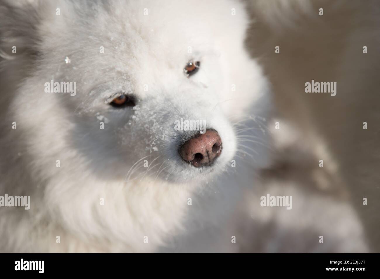 Close-up of a white fluffy Samoyed dog with snowflakes on its face ...