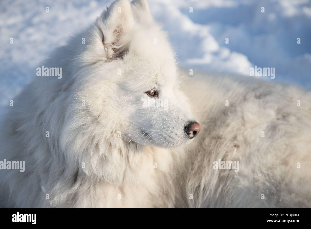 Fluffy samoyed High Resolution Stock Photography and Images - Alamy