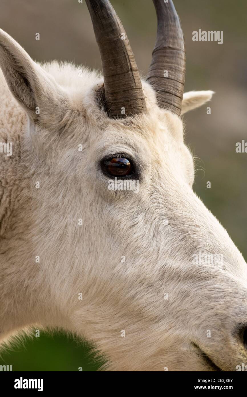 Mountain Goat Profile