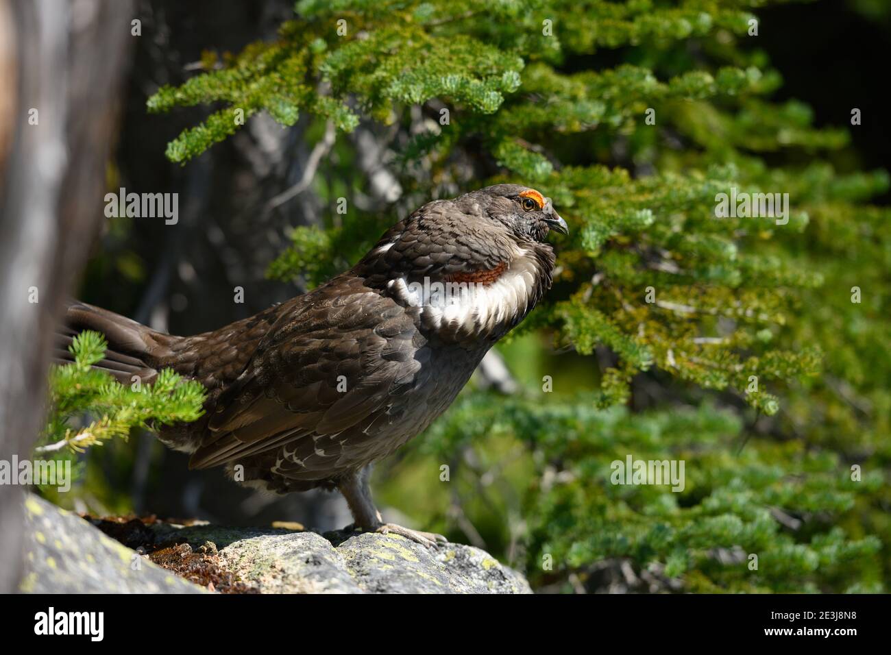 Puffed up chest hi-res stock photography and images - Alamy