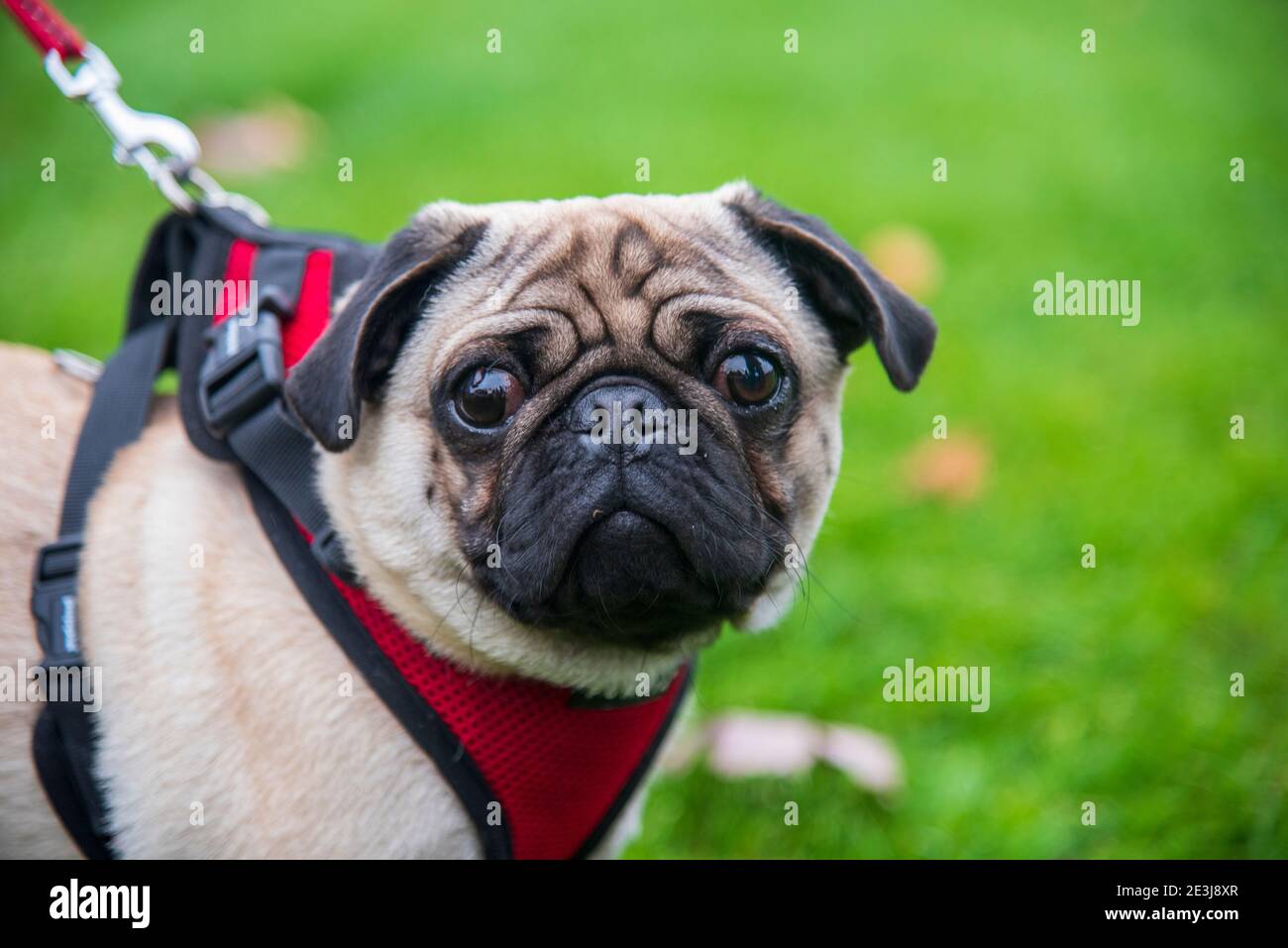 Portrait of a Pug wearing a red harness Stock Photo - Alamy