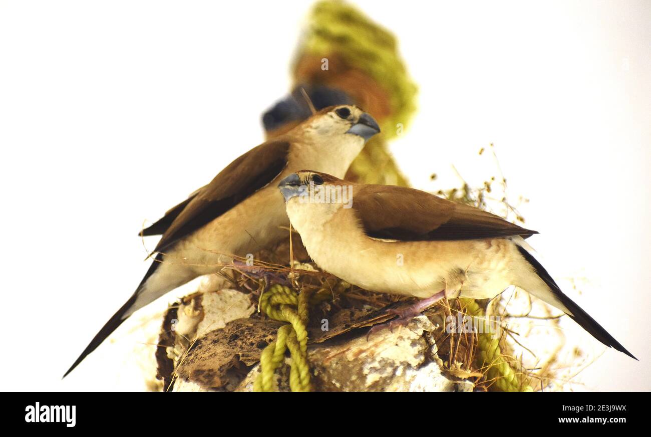 Two birds in their nest Stock Photo - Alamy
