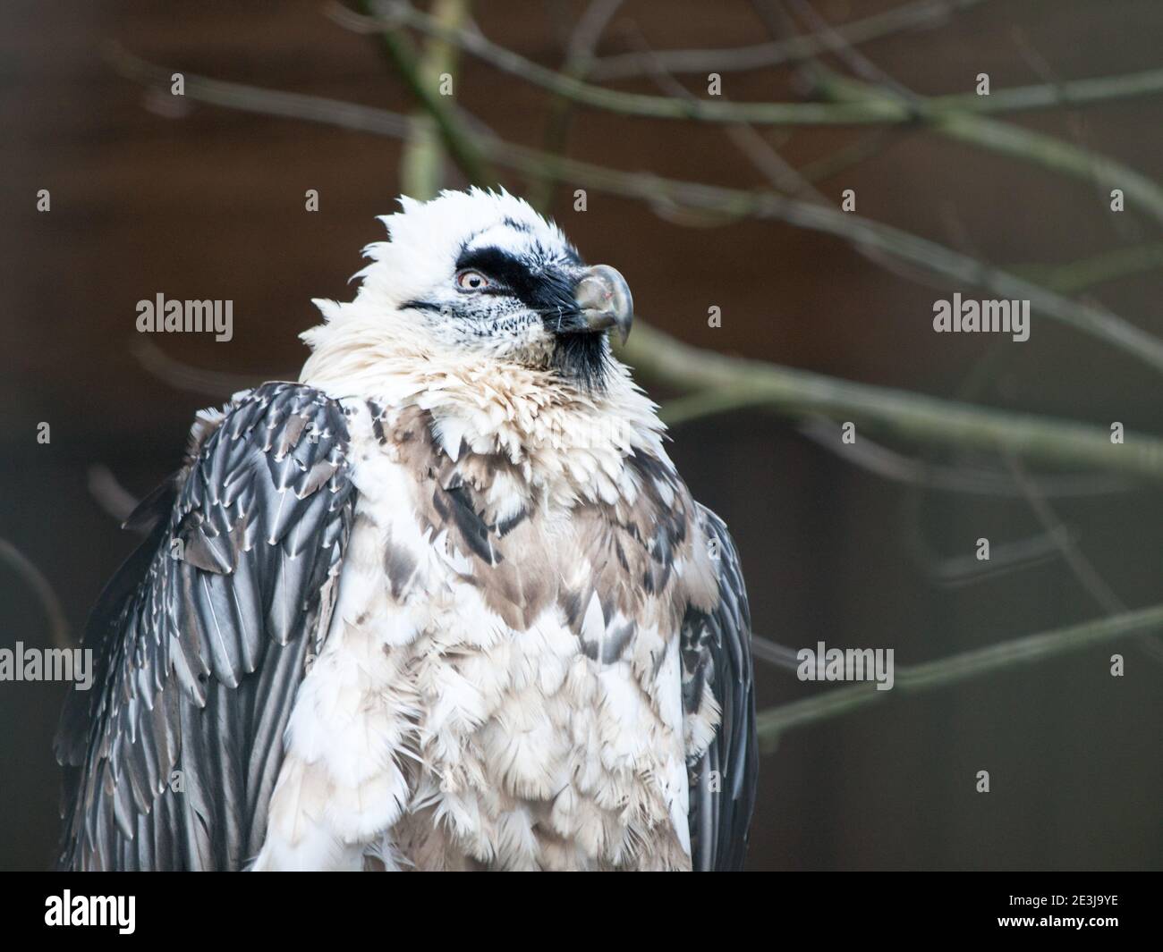 Close-up view of bearded vulture, Gypaetus barbatus, aka lammergeier or ...
