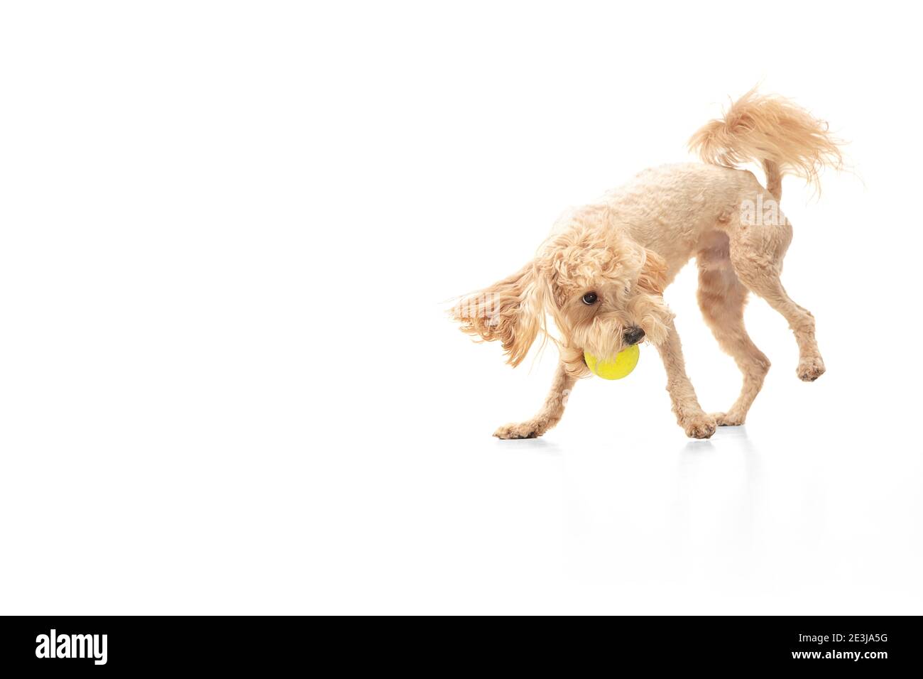 Cute small dog playing isolated over white background. Copyspace for ad ...