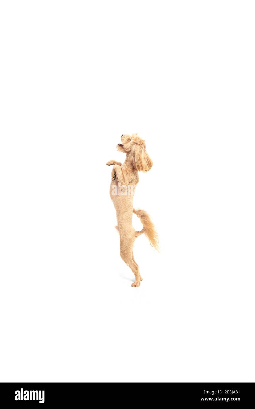 Happy maltipoo dog jumping isolated over white background Stock Photo ...