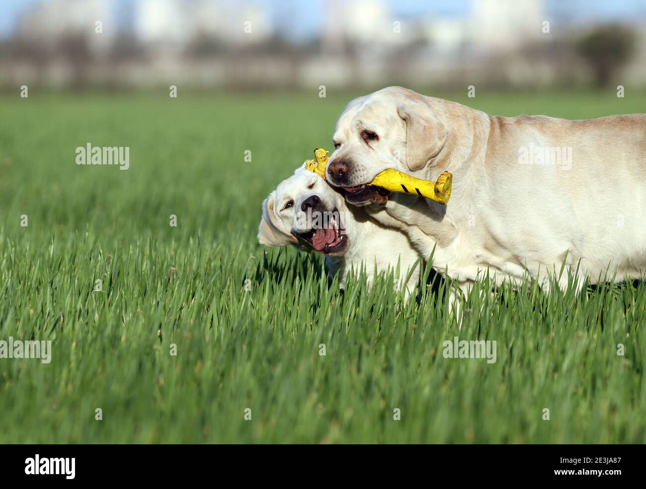 Lovely Labradors High Resolution Stock Photography and Images - Alamy