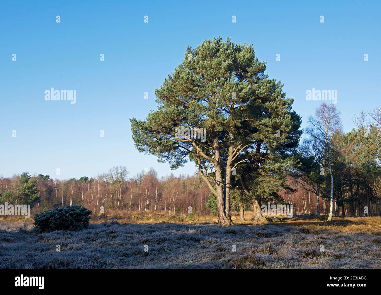 Skipwith Common nature reserve, North Yorkshire, England UK Stock Photo ...