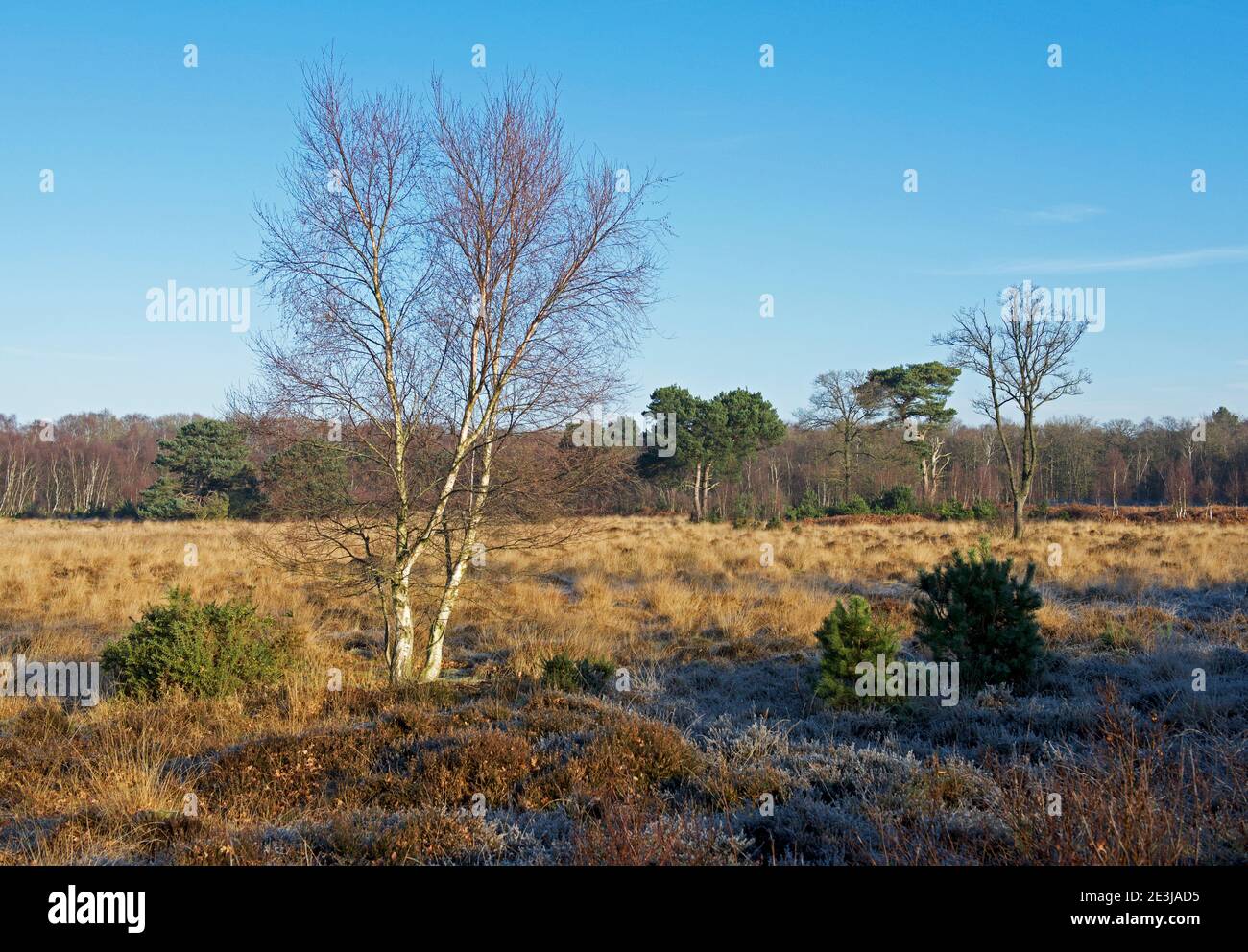 Skipwith Common nature reserve, North Yorkshire, England UK Stock Photo ...
