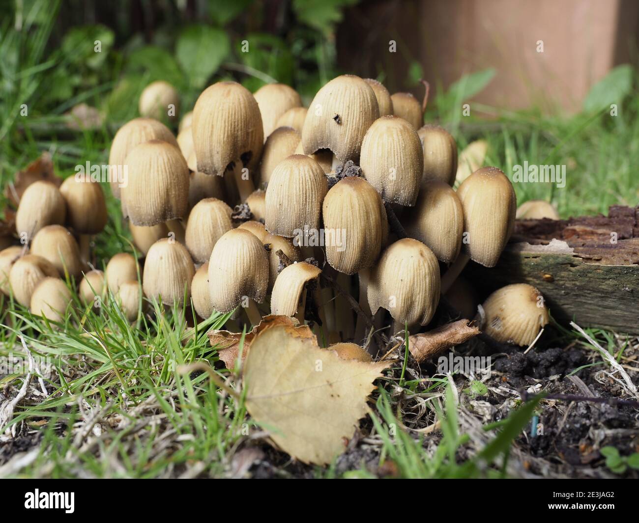 Cluster Mushrooms High Resolution Stock Photography and Images - Alamy