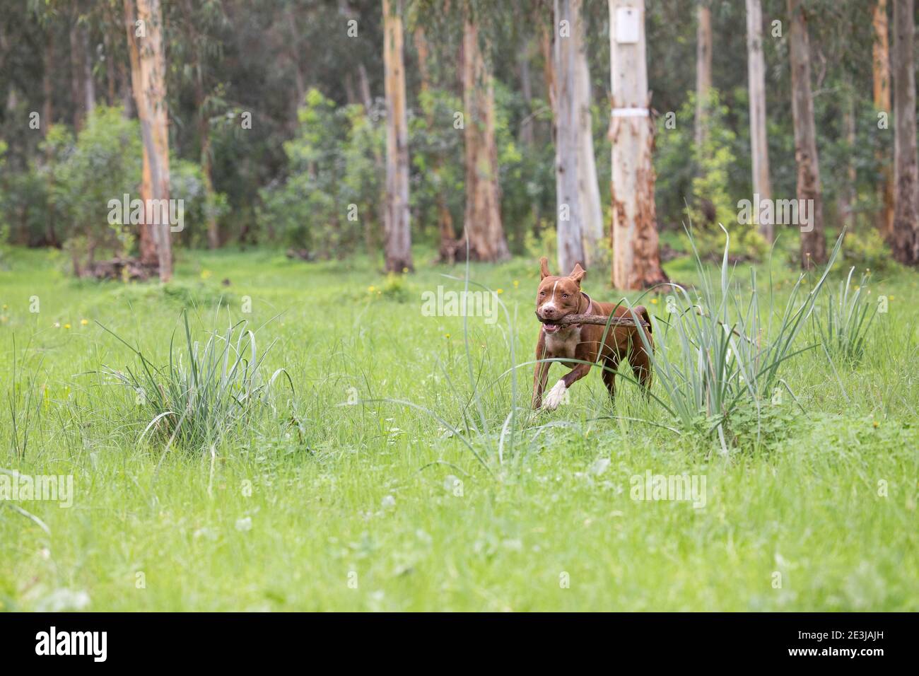 A dog ran in the field Stock Photo - Alamy