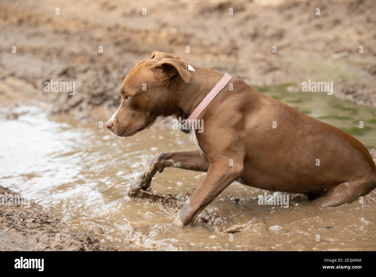 A dog is playing in a puddle of water Stock Photo - Alamy