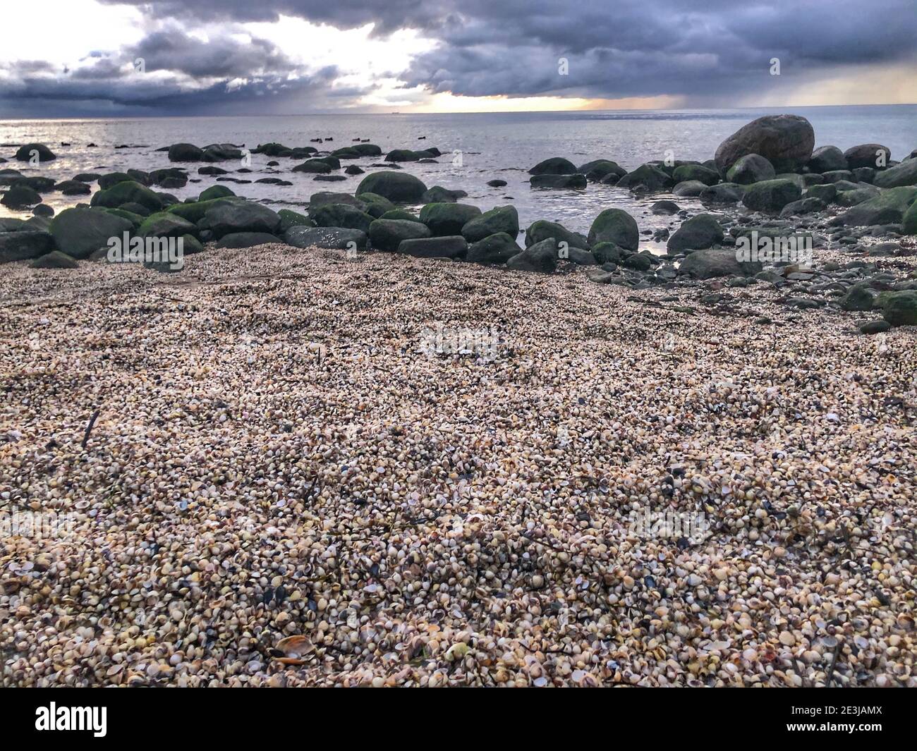 Baltic sea shells hi-res stock photography and images - Alamy