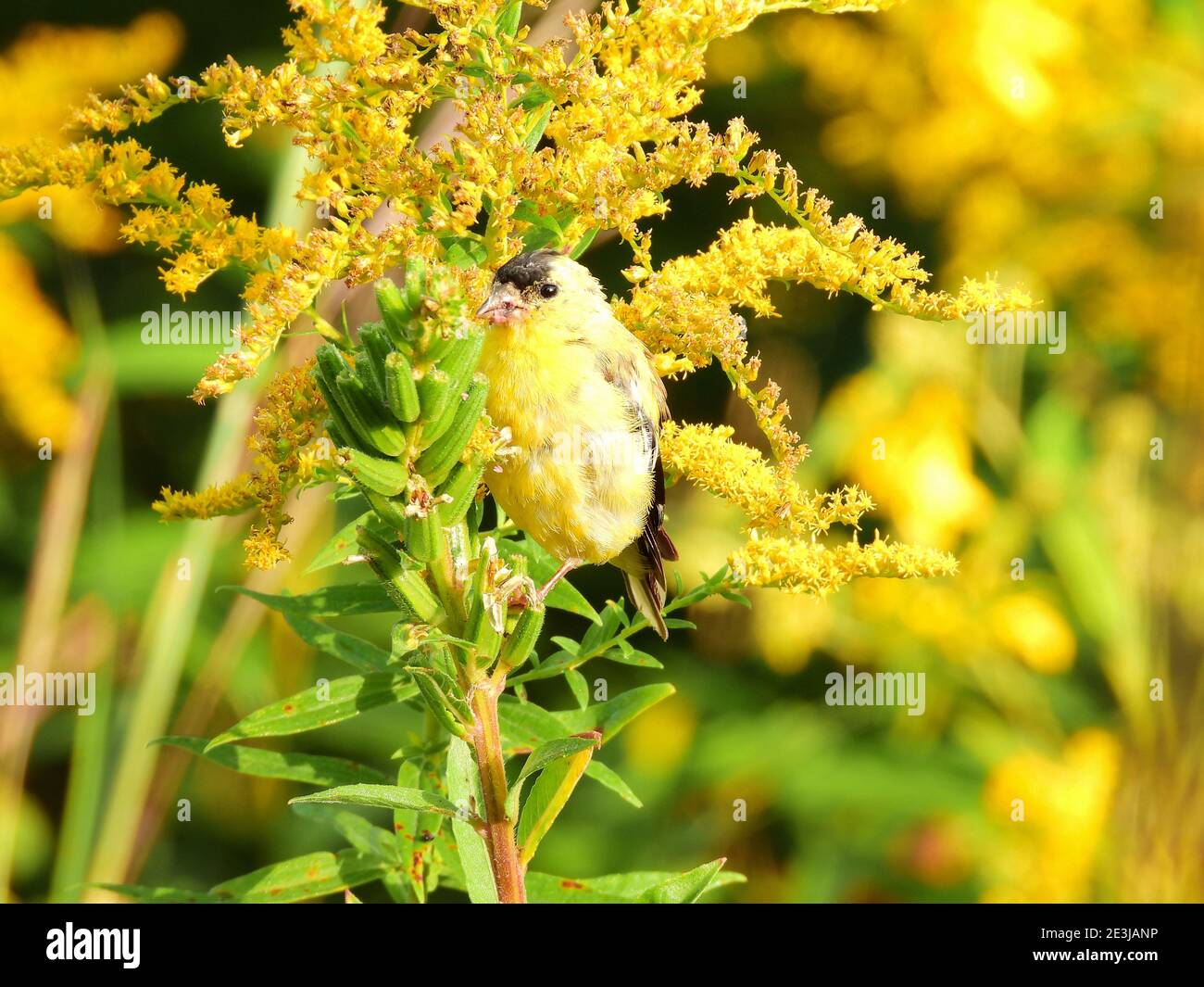 Wildflowers and wild bird hi-res stock photography and images - Alamy