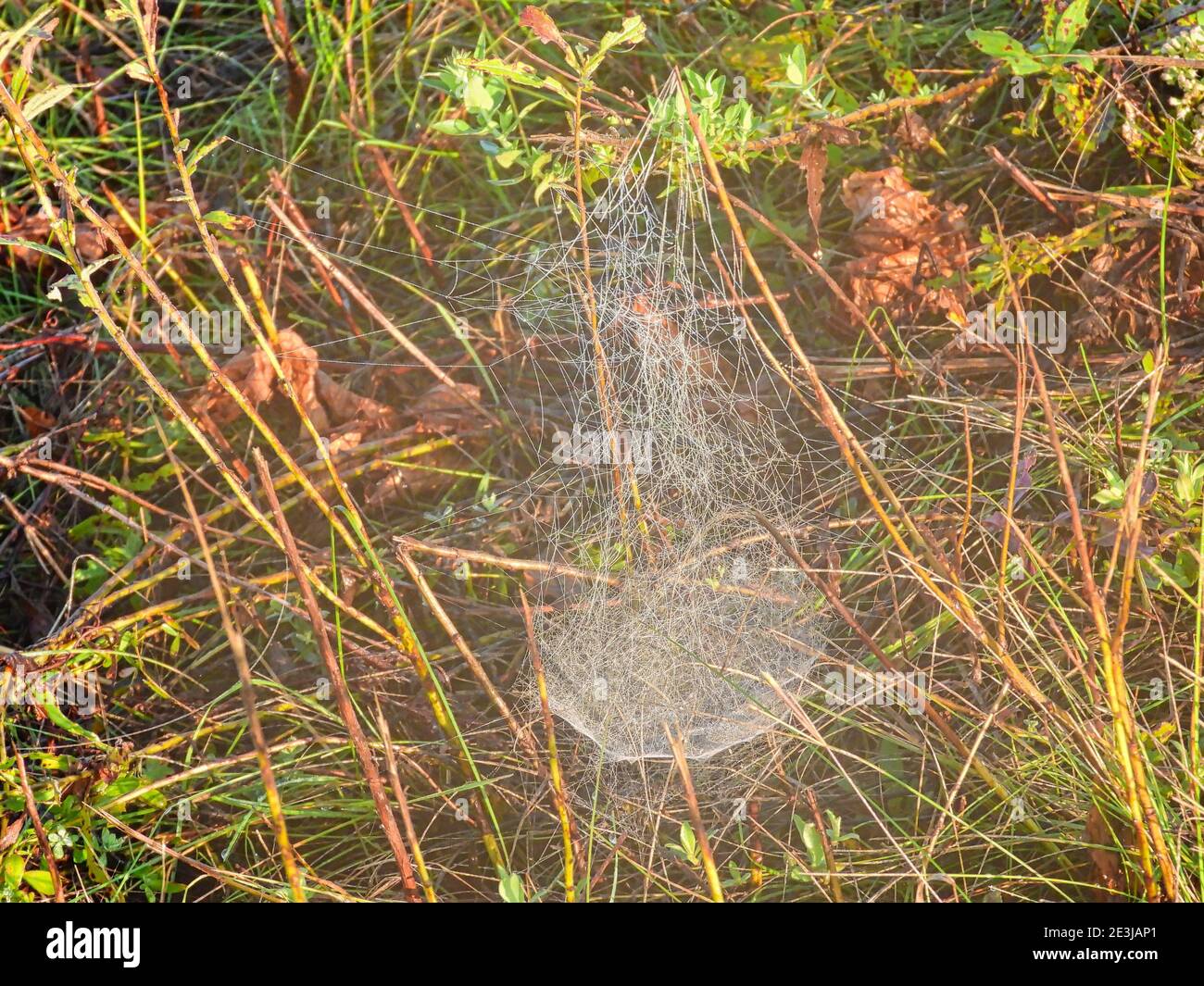 Spider web spider shaped web hi-res stock photography and images - Alamy