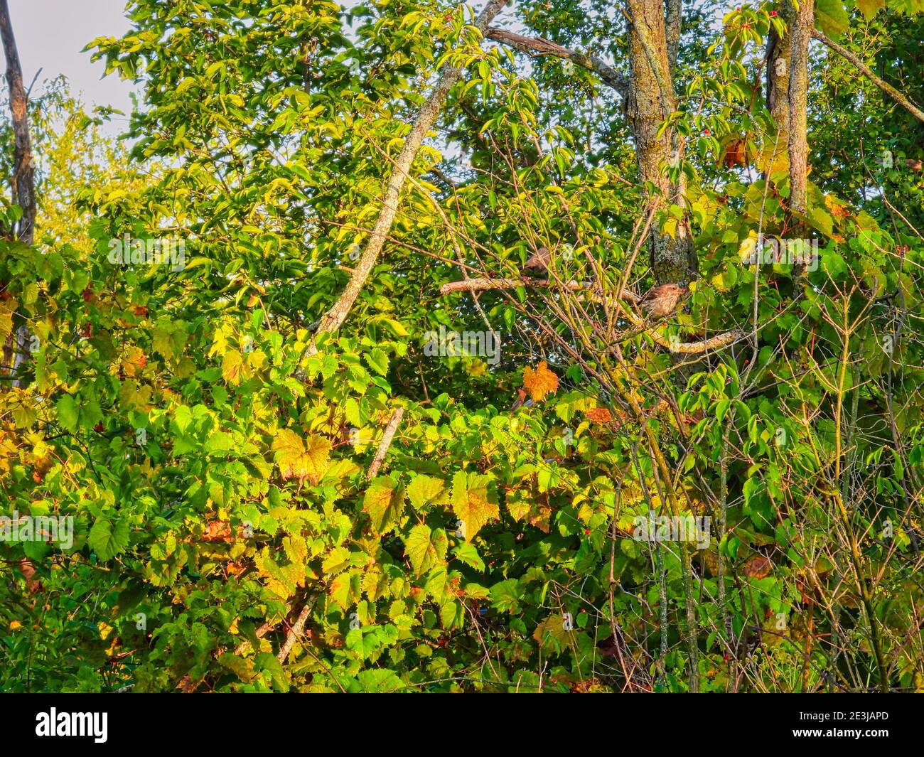 Early golden rod hi-res stock photography and images - Alamy