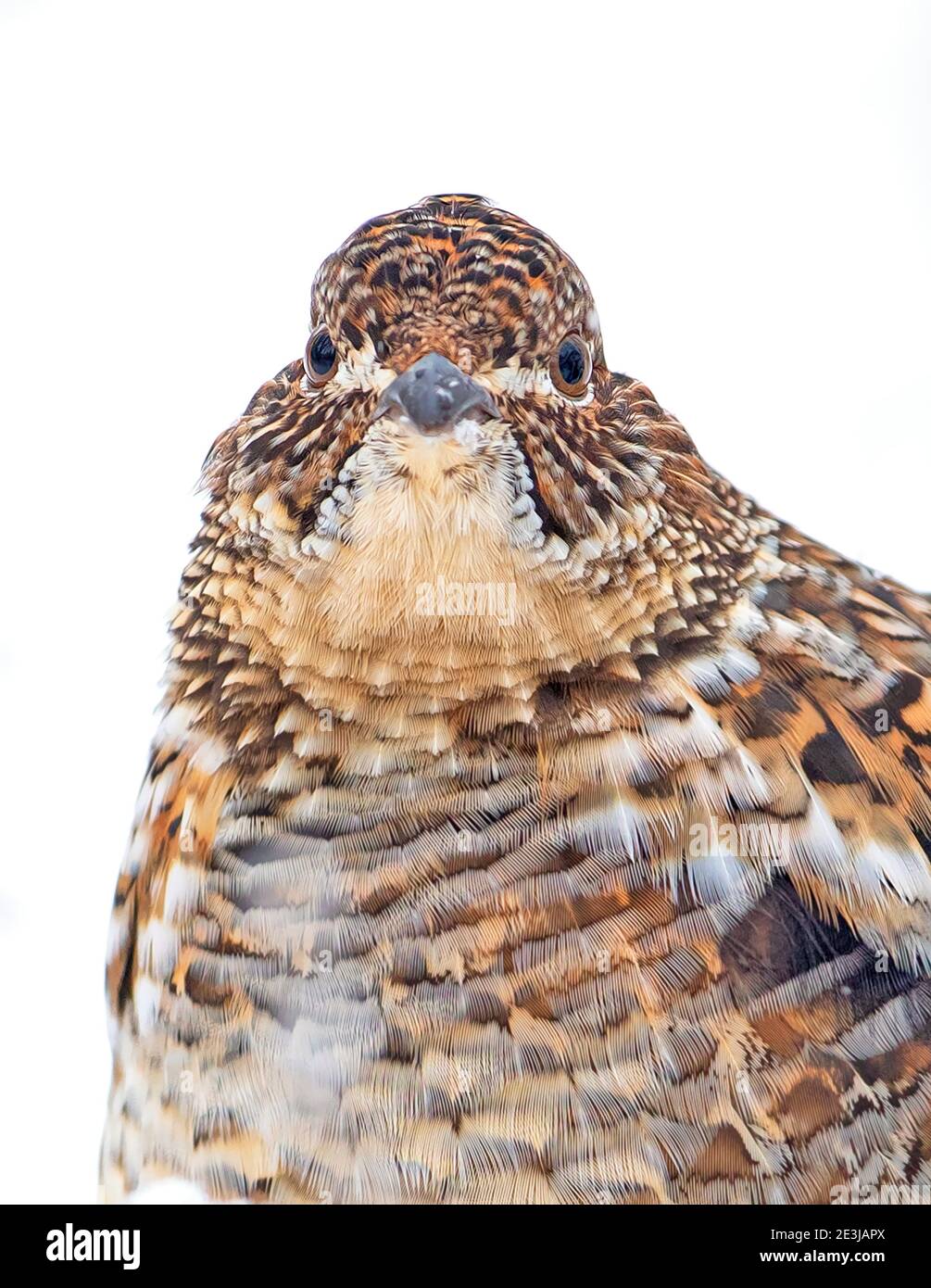 Ruffed grouse closeup isolated against a white background walking in ...
