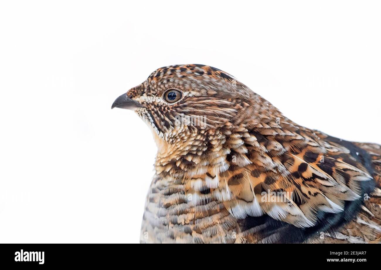 Ruffed grouse closeup isolated against a white background walking in ...