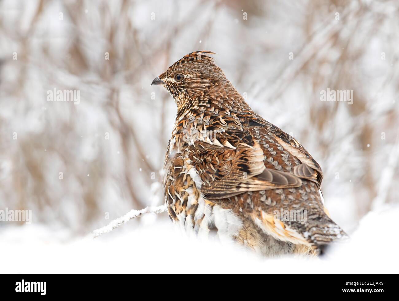 Ruffed grouse hi-res stock photography and images - Alamy