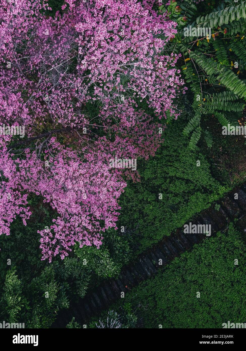 Spring forest,Pink blossom trees and green forest From above in the ...