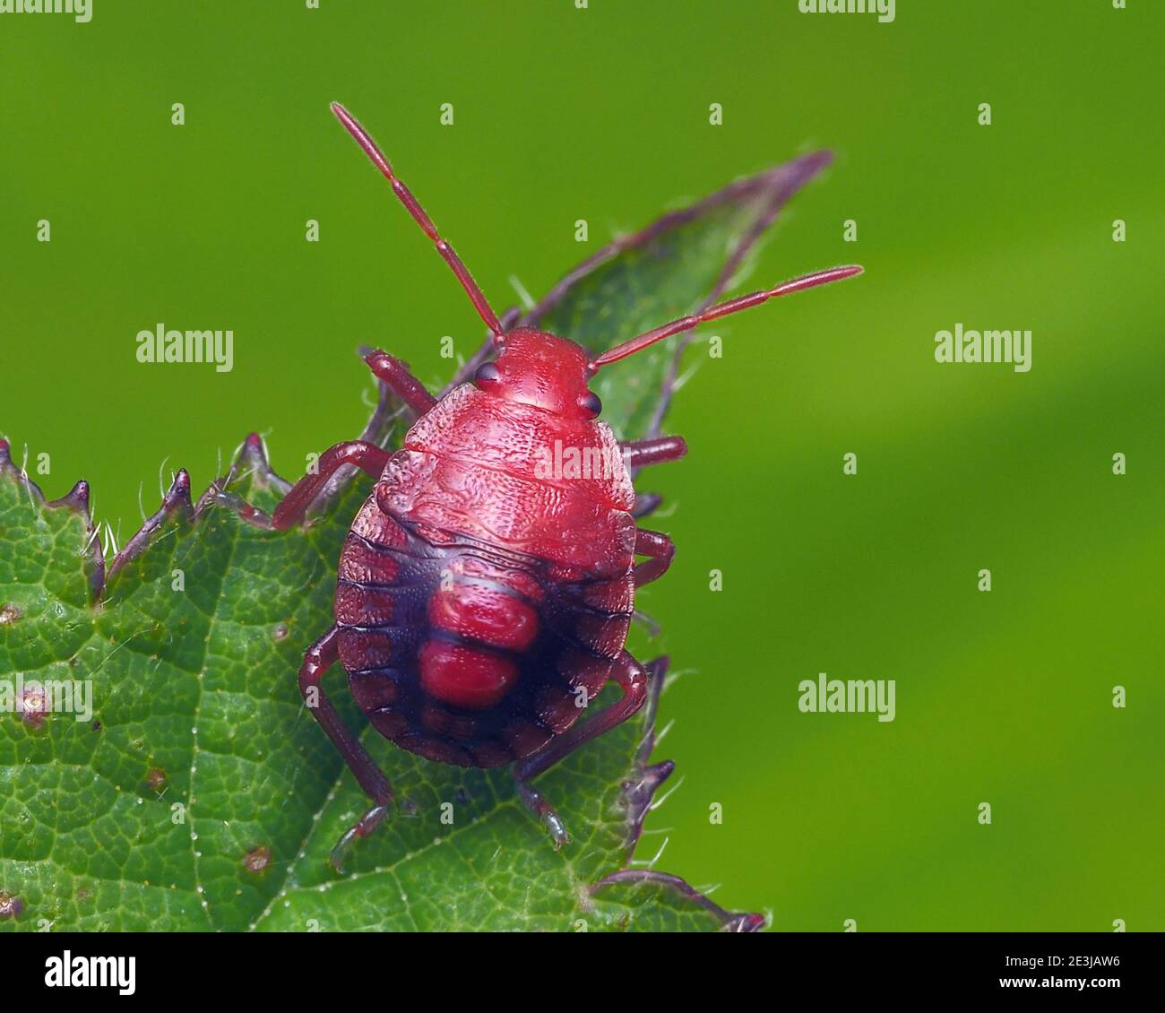 Freshly molted Spiked Shieldbug nymph (Picromerus bidens) yet to get ...