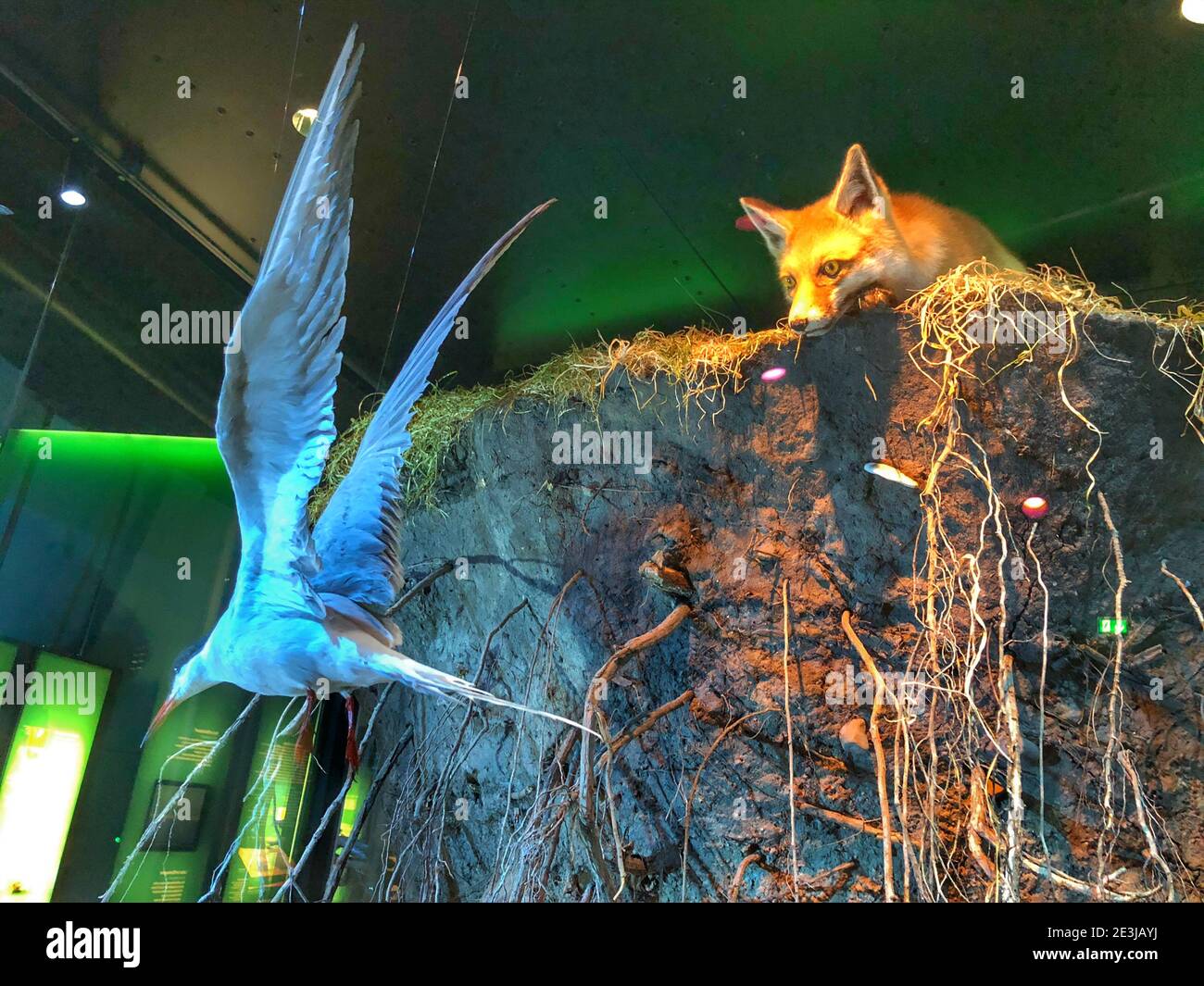 fox on a hunt Stock Photo - Alamy