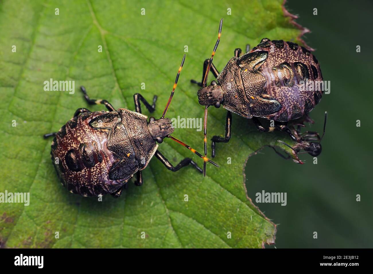 Spiked Shieldbug nymphs (Picromerus bidens) on top of bramble leaf ...