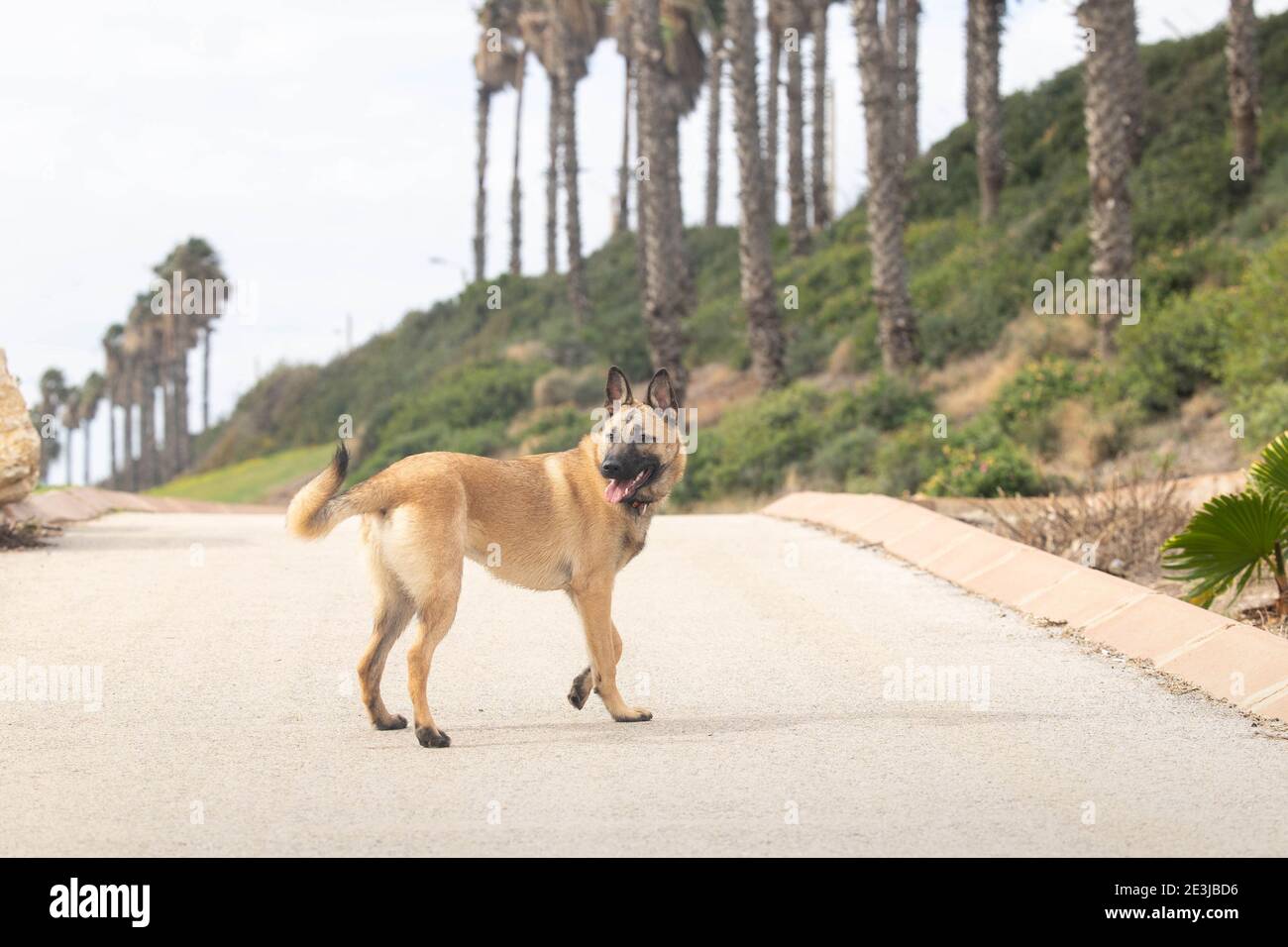 Malino hi-res stock photography and images - Alamy