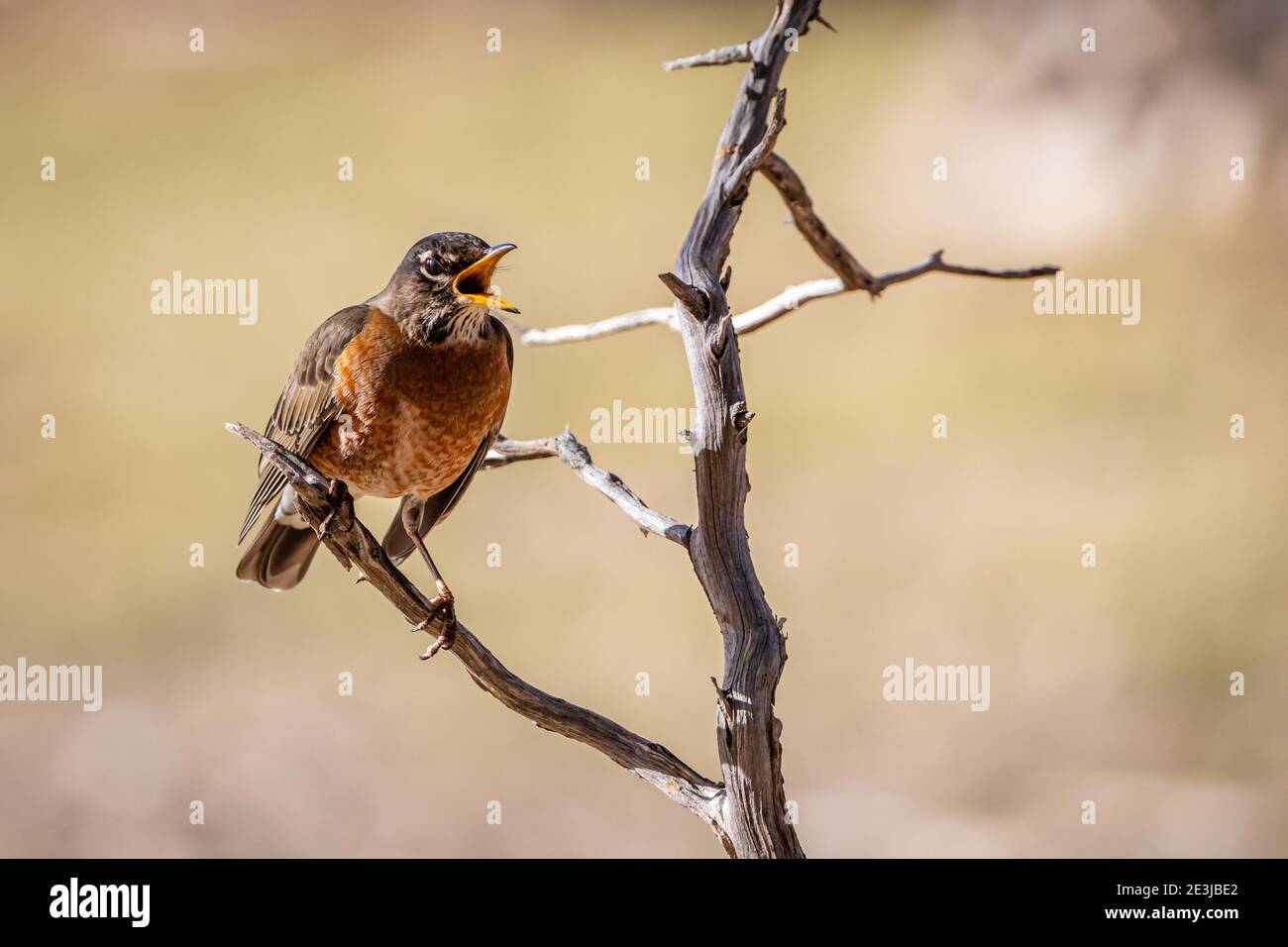 American Robin singing in the morning sun Stock Photo - Alamy