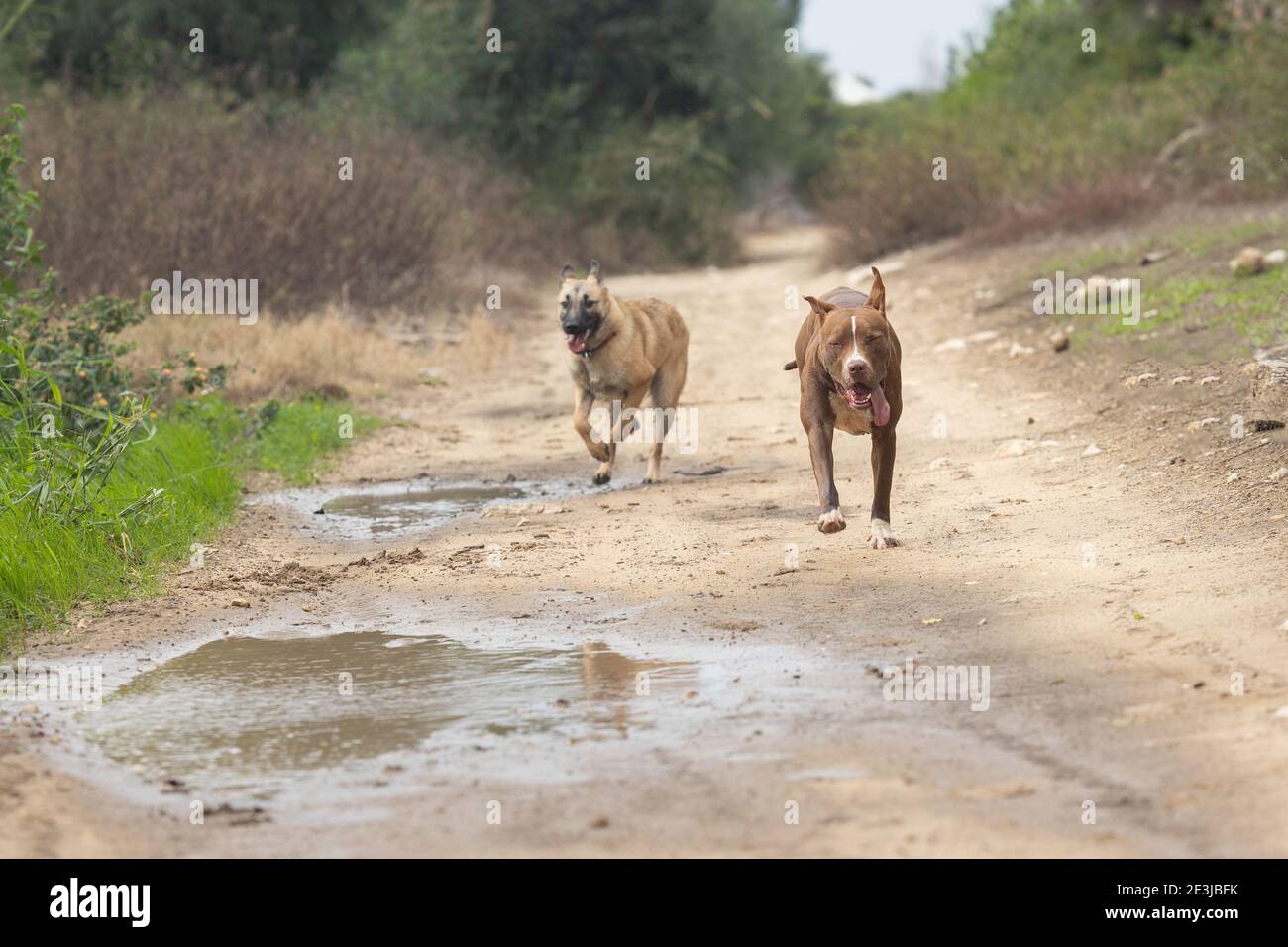 A dog ran in the park Stock Photo - Alamy