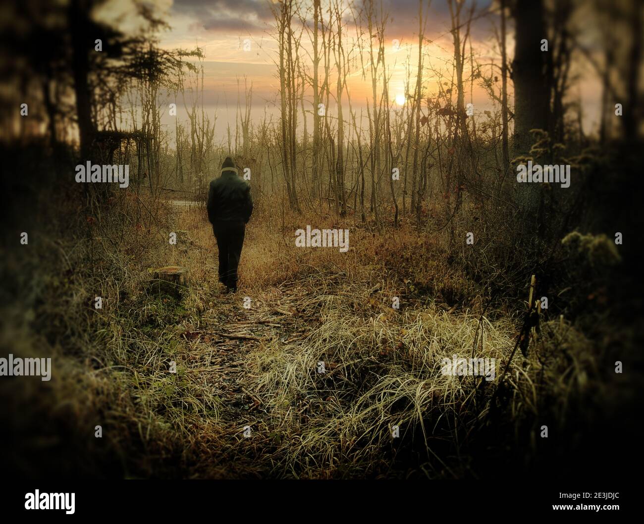 Sunset solitude, man walking alone in the woods in a beautiful winter ...