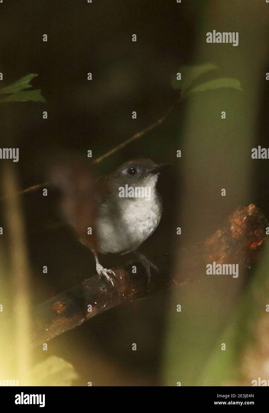 Alethe diademata hi-res stock photography and images - Alamy