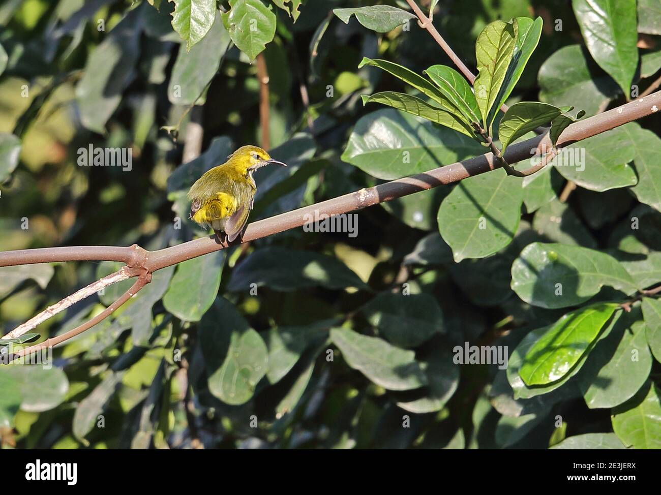 Camaroptera superciliaris hi-res stock photography and images - Alamy
