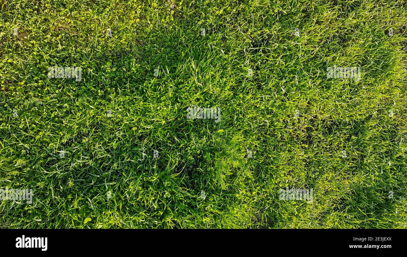 Front garden artificial grass hi-res stock photography and images - Alamy