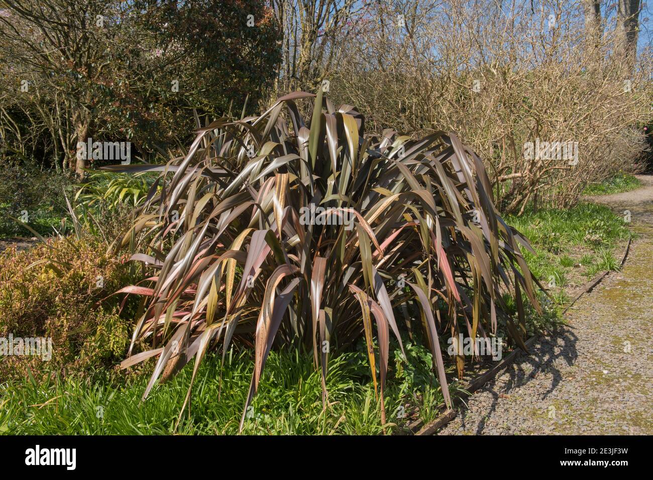 Pink Striped Spring Foliage of an Evergreen Phormium Plant (New Zealand ...