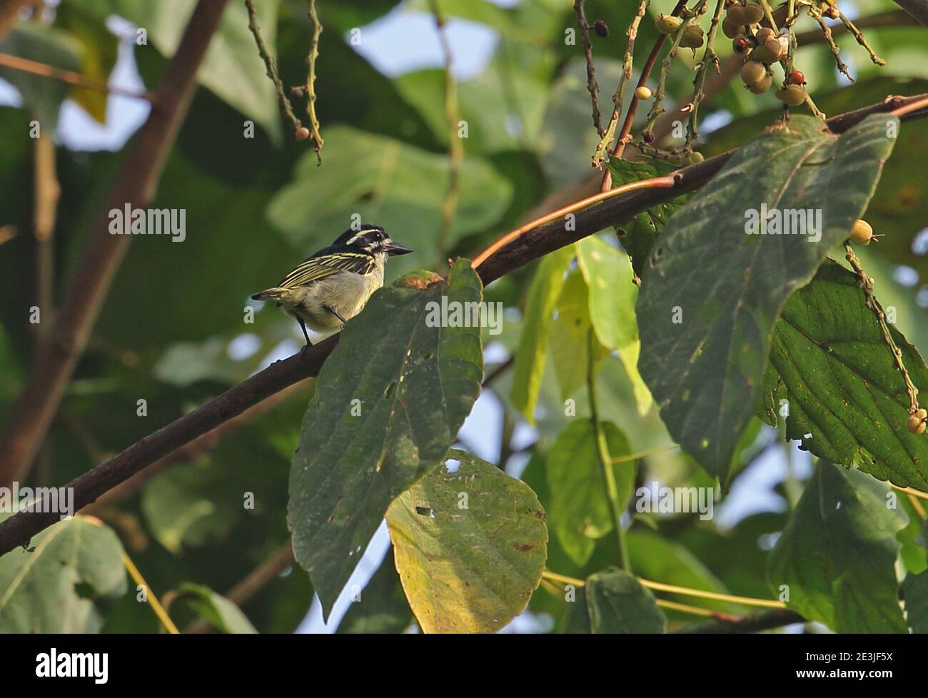 Leucolaimus hi-res stock photography and images - Alamy