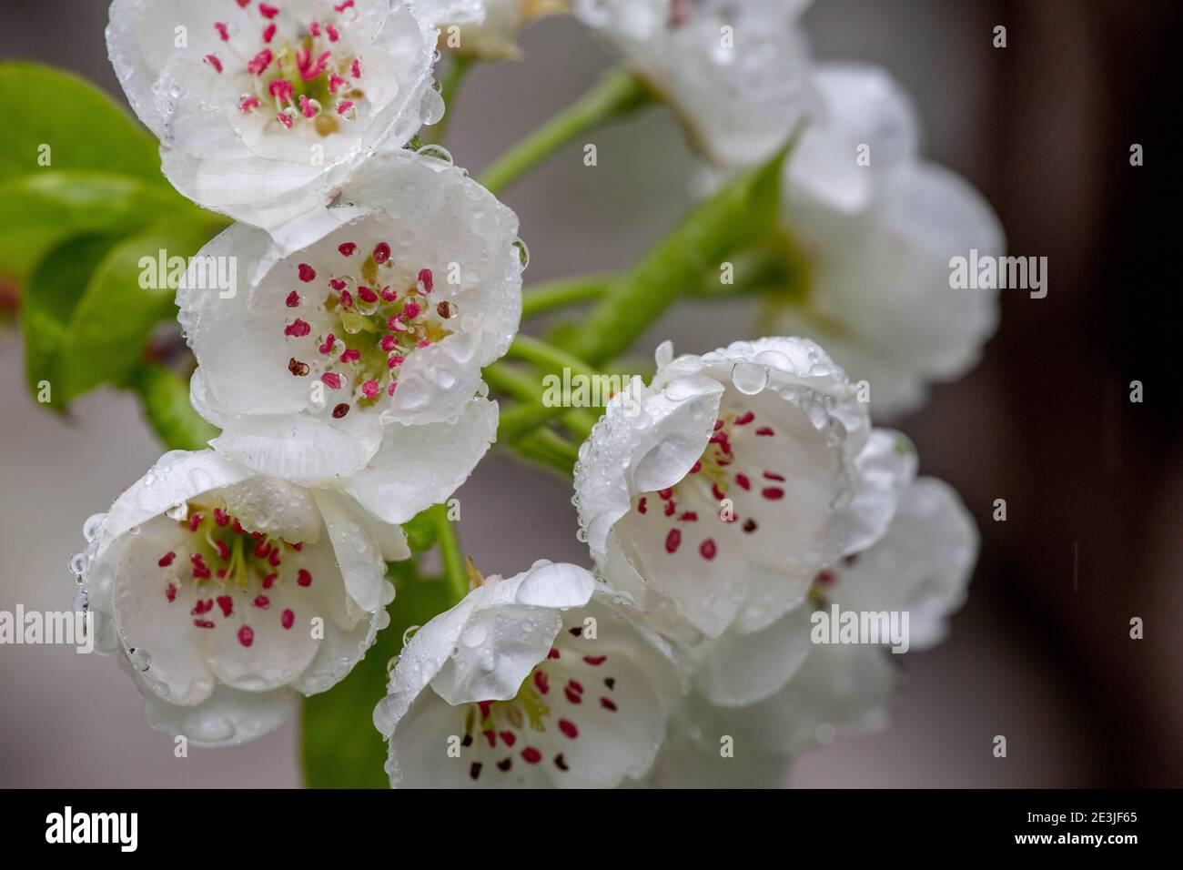 Pear flower with beautiful bloom Stock Photo - Alamy